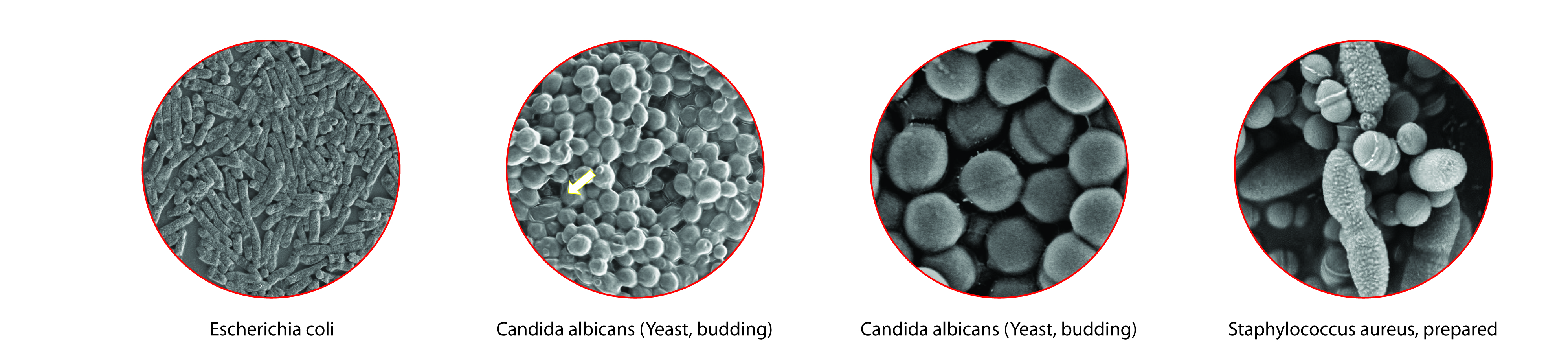 Hi-Tech Instruments (HTI)